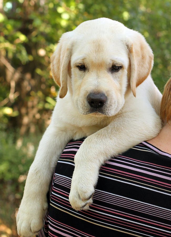 Little Cute Labrador Puppy on a Shoulder Stock Photo - Image of ...