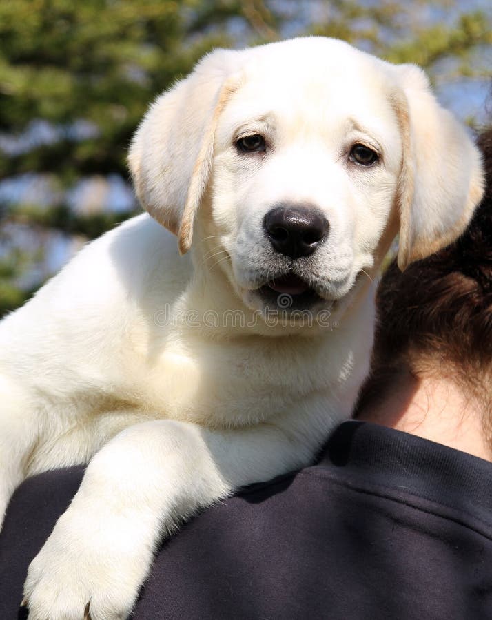 Little Cute Labrador Puppy on a Shoulder Stock Image - Image of looking ...
