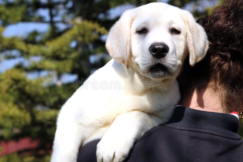 Little Cute Labrador Puppy on a Shoulder Stock Photo - Image of ...