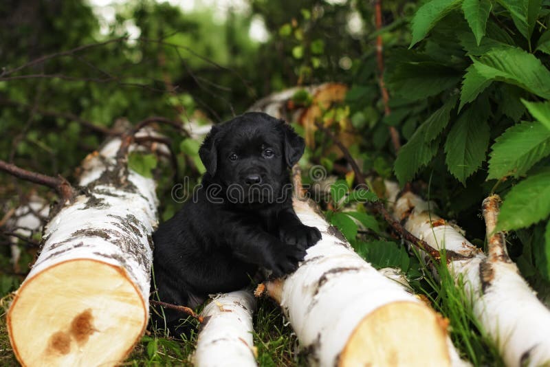 Little cute Labrador puppy stock photo. Image of labrador - 73218204