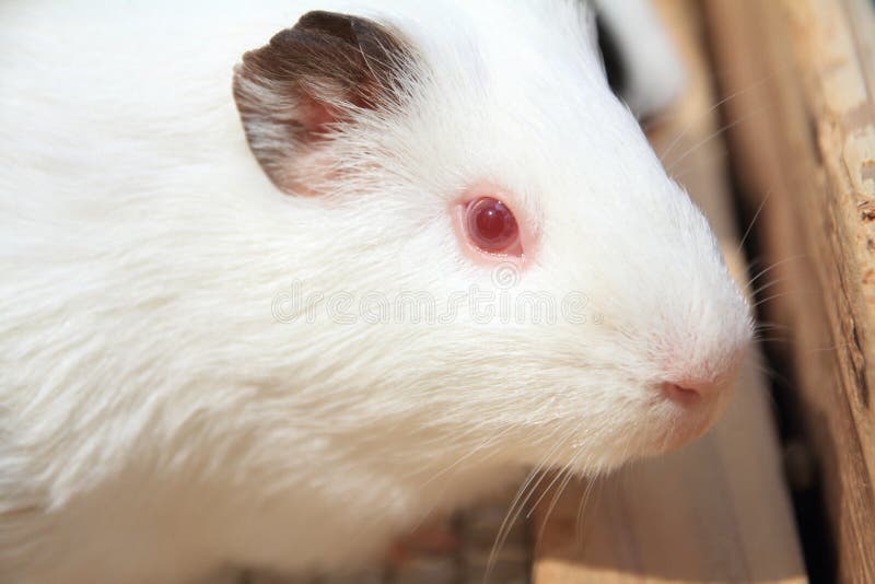 Little cute marmot stock image. Image of marmot, mouse - 92422949