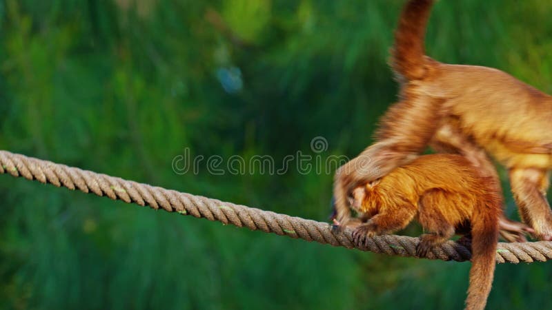 Little Cute Monkey Climbing Rope in Park Stock Video - Video of animal ...