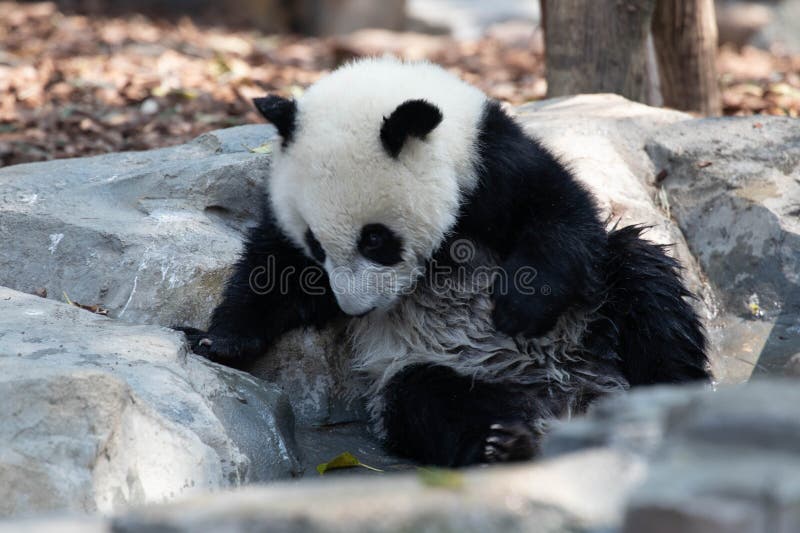 Little Cute Panda Sitting in a Tiny Pond, Chengdu Panda Base Editorial ...