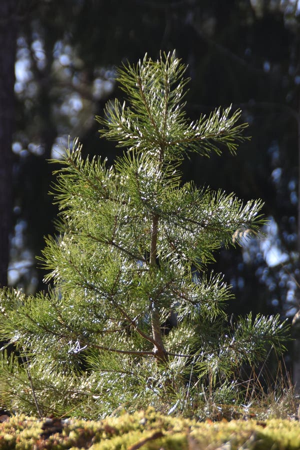 A Lovely Pine Sapling stock photo. Image of nature, woodland - 371057760