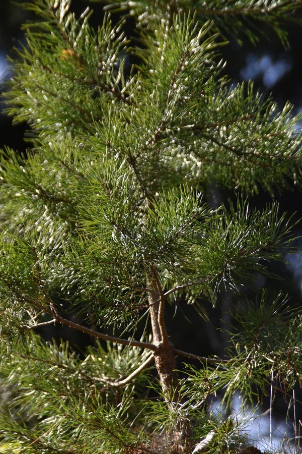 Lovely Pine Sapling Stock Photos - Free & Royalty-Free Stock Photos ...