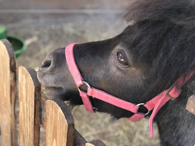 Little cute pony stock image. Image of farm, animal - 118592523