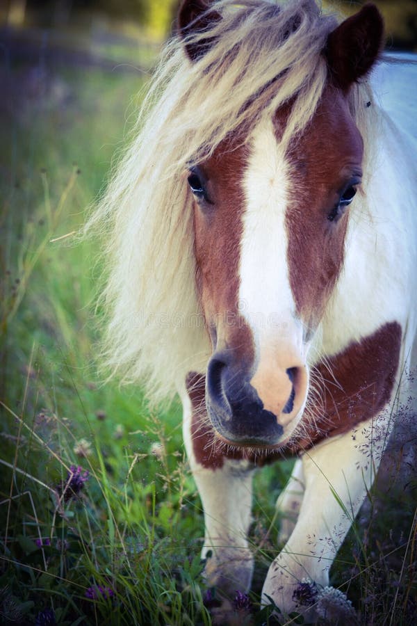 Little cute pony stock image. Image of brown, expression - 53266011