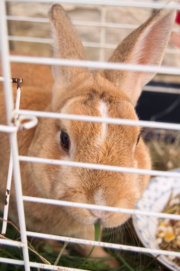 Cute Rabbit in Grass Field stock photo. Image of bunny - 17718974