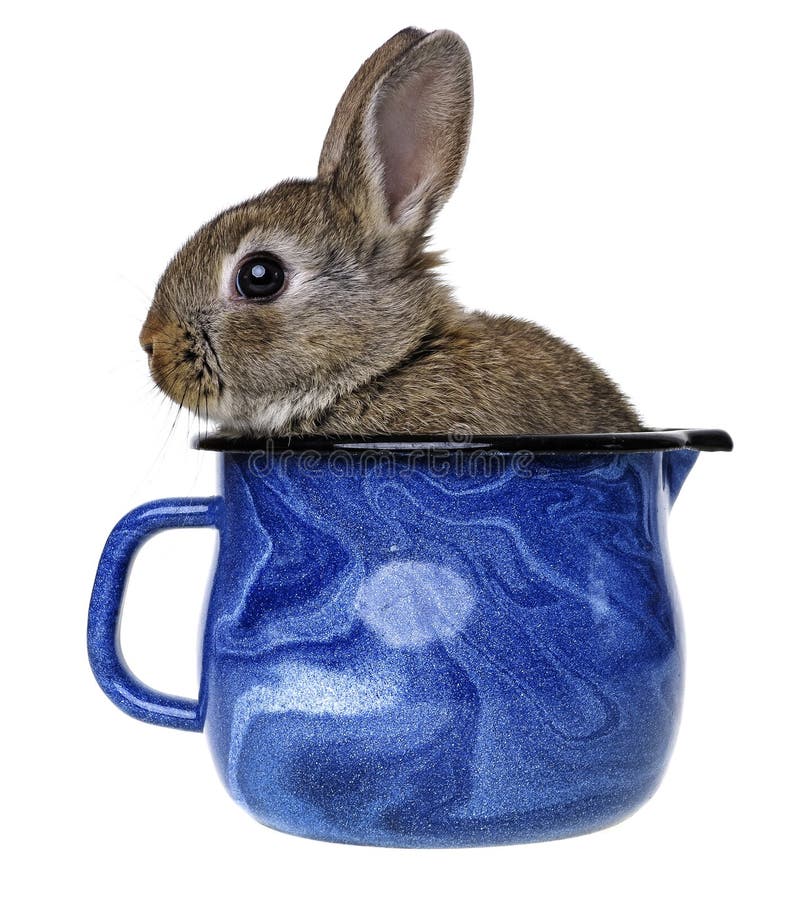 Little Cute Rabbit in a Blue Cup Stock Photo - Image of spring, furry ...