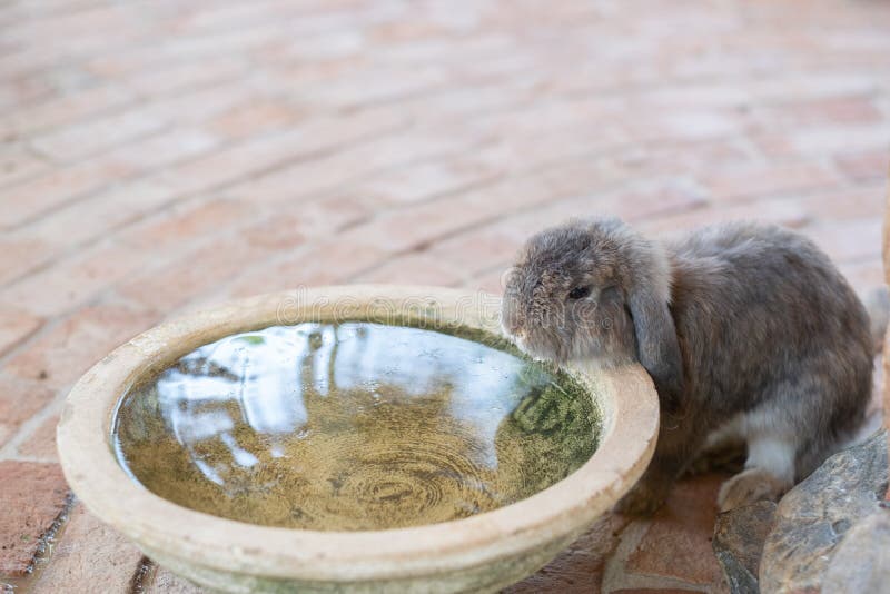 Cute rabbit in farm stock image. Image of little, baby - 115015367