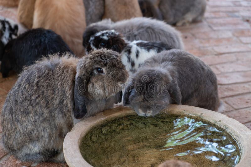 Cute rabbit in farm stock image. Image of brown, eating - 115279629