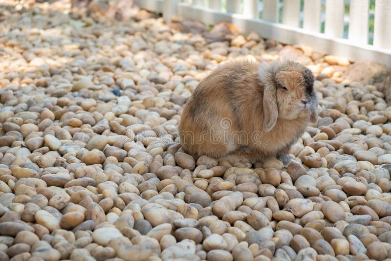 Cute rabbit in farm stock image. Image of hare, adorable - 115073245