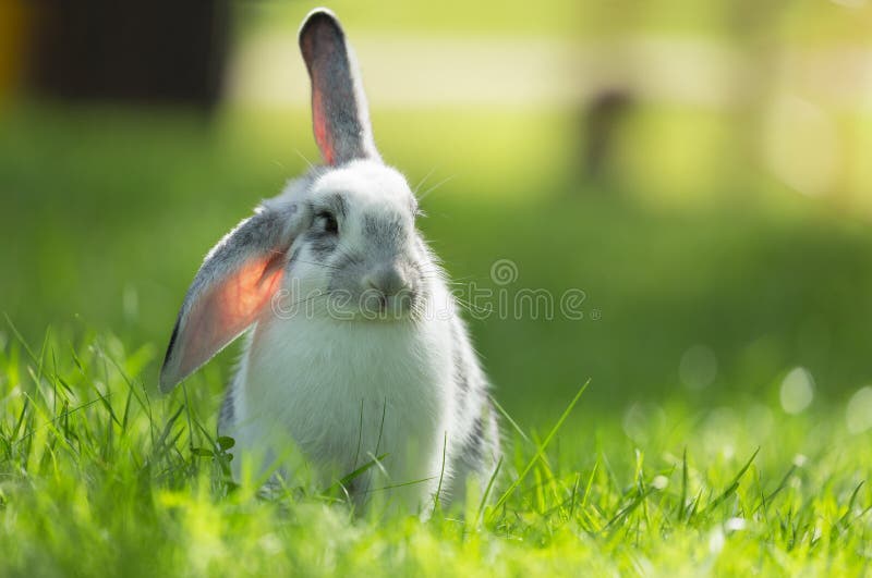 Little Cute Rabbit Sitting on the Grass. Bunny on Green Background ...