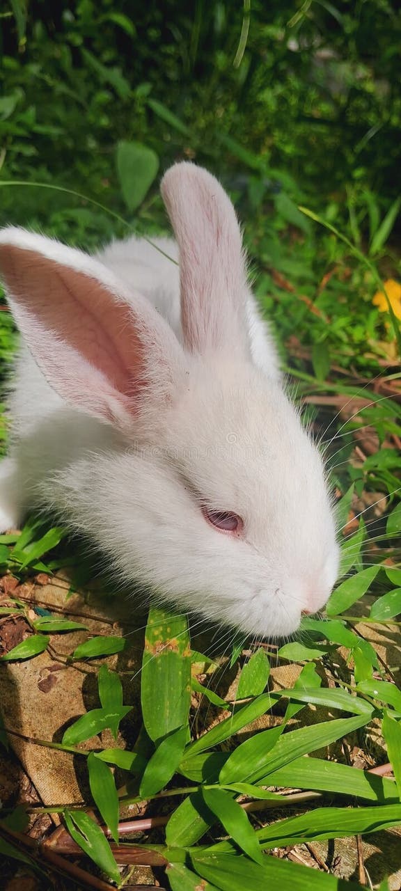 Little and Cute Rabbit White Colour Stock Image - Image of colour ...