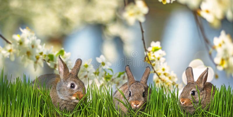 Little cute rabbits stock image. Image of brown, eating - 207542311
