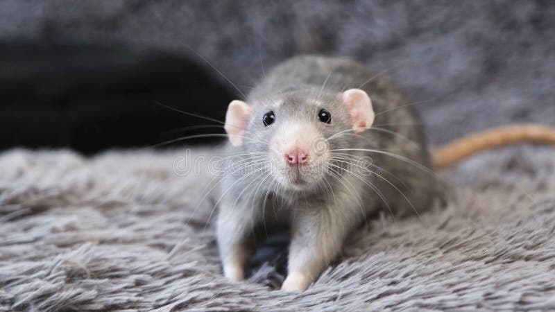 Little Cute Rat on Gray Couch Stock Image - Image of mouse, rodent ...