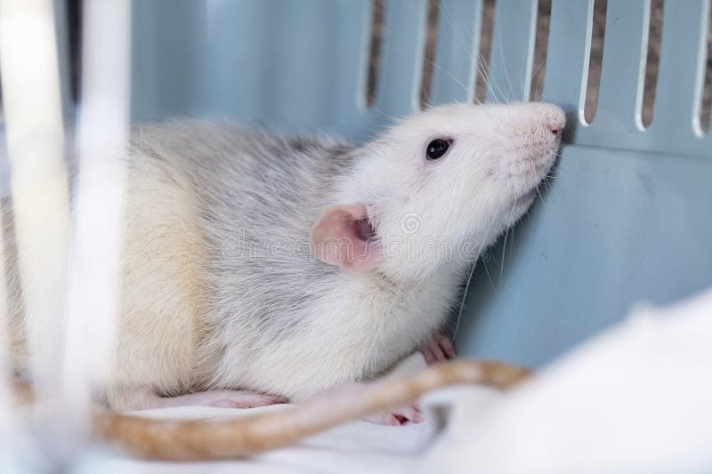 Little Cute Rat on Gray Couch Stock Image - Image of tail, adorable ...