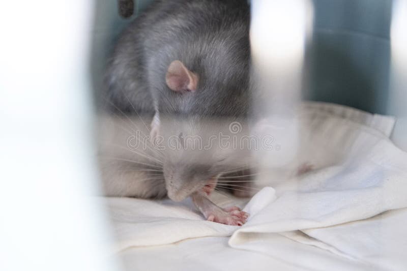 Little Cute Rat on Gray Couch Stock Photo - Image of pest, portrait ...