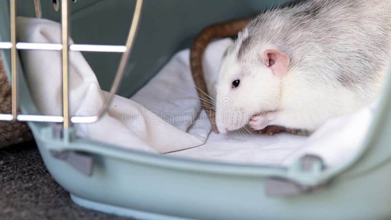 Little Cute Rat on Gray Couch Stock Image - Image of nose, grey: 329346891