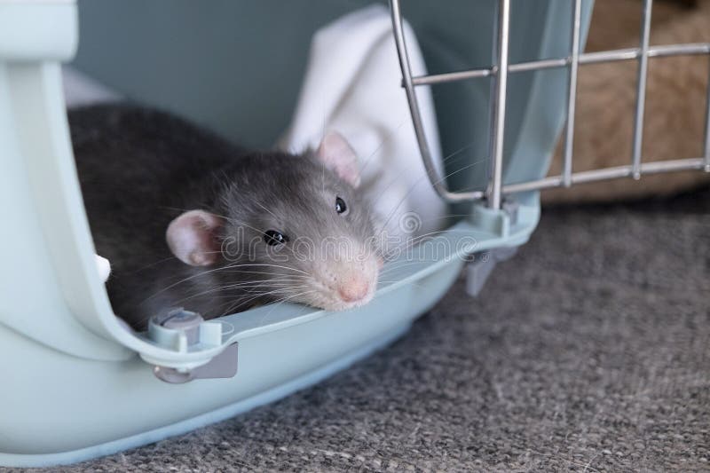 Little Cute Rat on Gray Couch Stock Photo - Image of closeup, whiskers ...