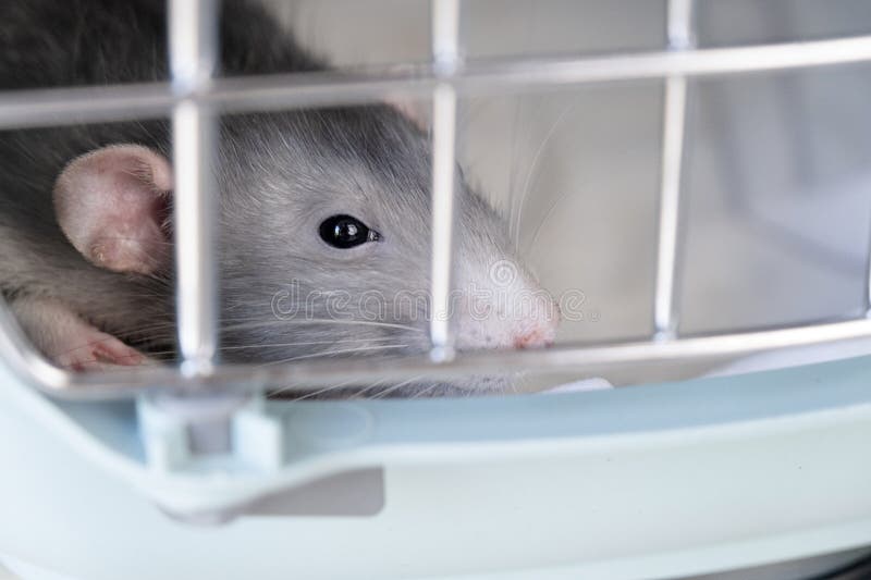 Little Cute Rat on Gray Couch Stock Image - Image of adorable, pest ...