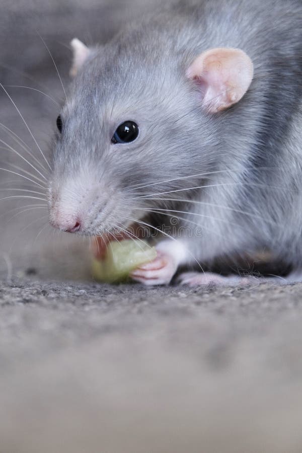 Little Cute Rat on Gray Couch Stock Photo - Image of pest, studio ...