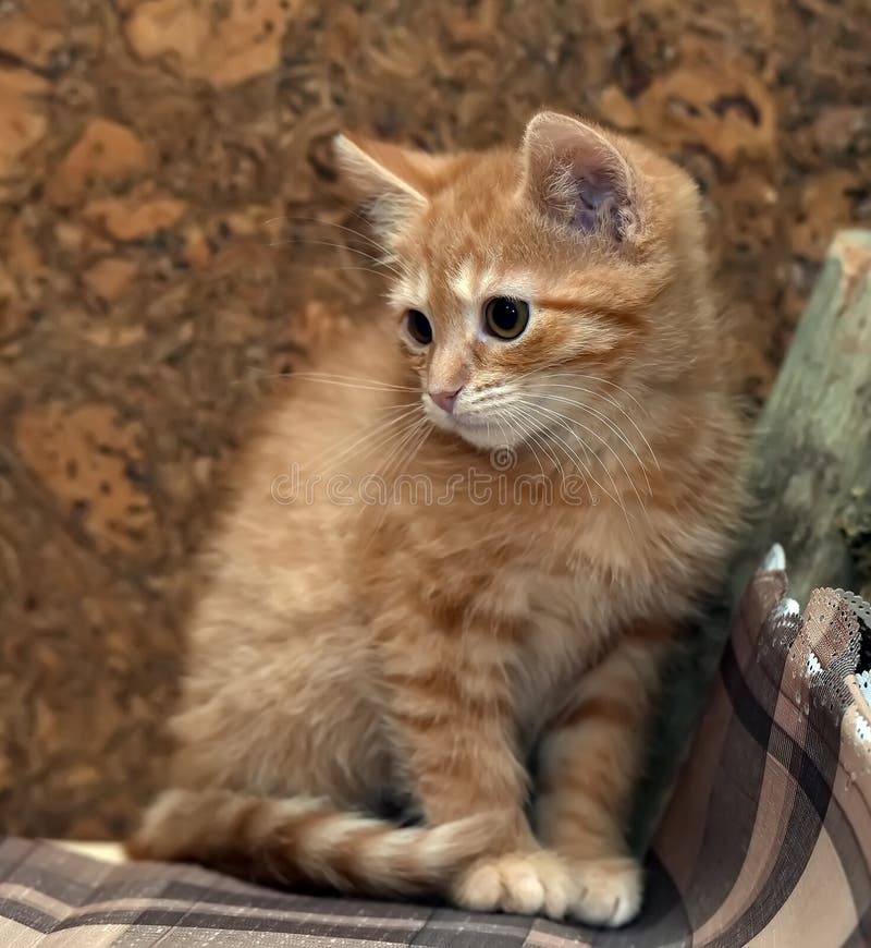 Cute red fluffy sad kitten stock image. Image of emotion - 159414779