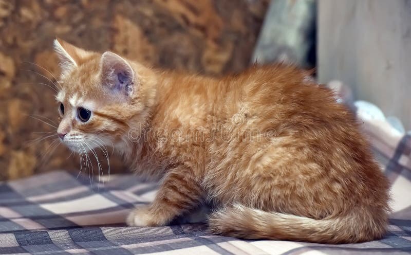 Cute red fluffy sad kitten stock image. Image of cute - 159414781