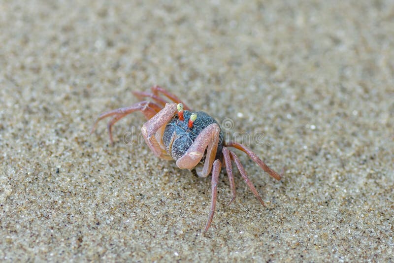 Little Cute Round Crab on Sand Stock Photo - Image of ecology, alive ...