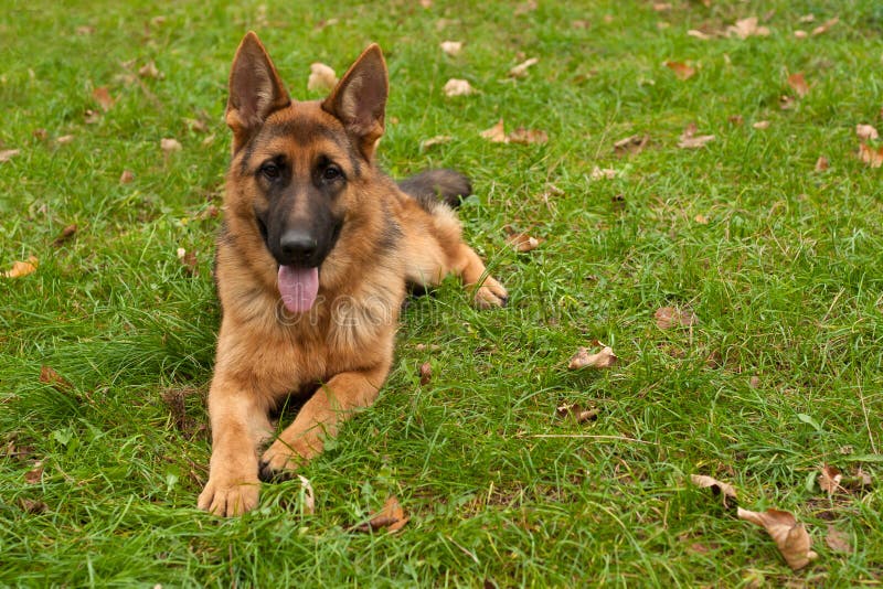 Little cute shephard. stock photo. Image of breed, color - 16791716