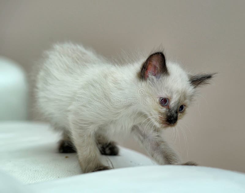Little cute Siamese kitten stock image. Image of brown - 32889319