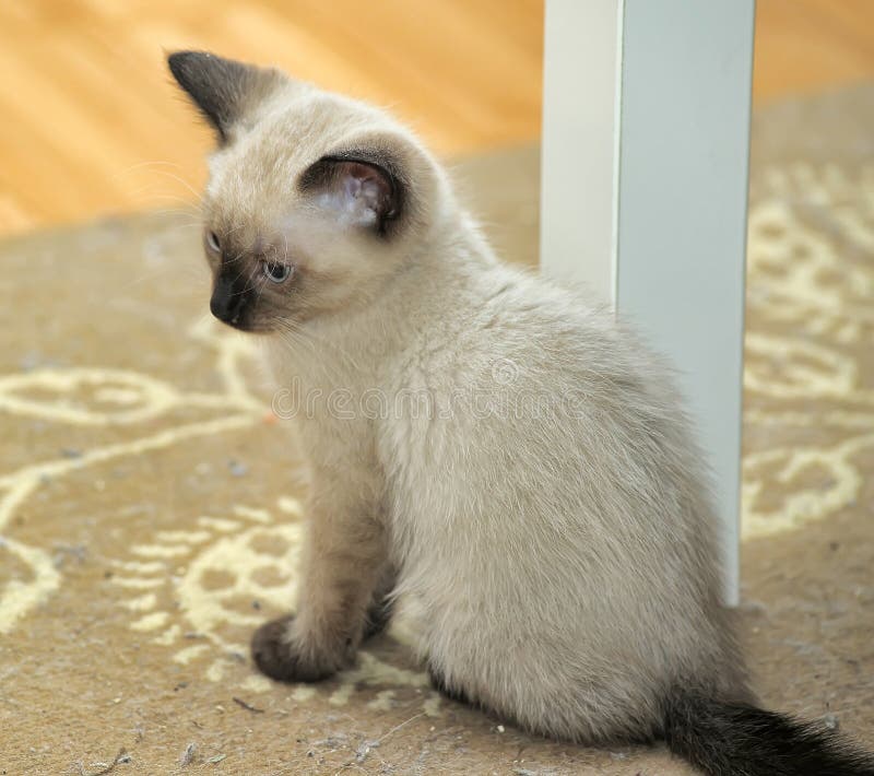 Little cute Siamese kitten stock image. Image of animal - 32889863