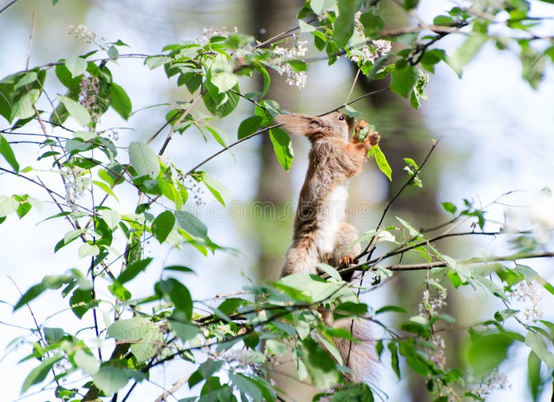 Little Cute Squirrel in the Spring Forest Stock Image - Image of ...
