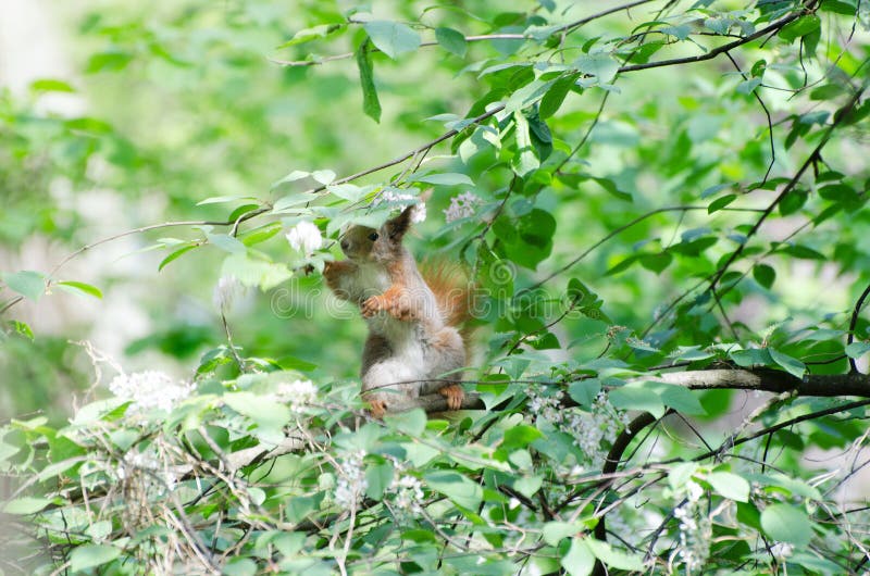 Little Cute Squirrel in the Spring Forest Stock Image - Image of furry ...