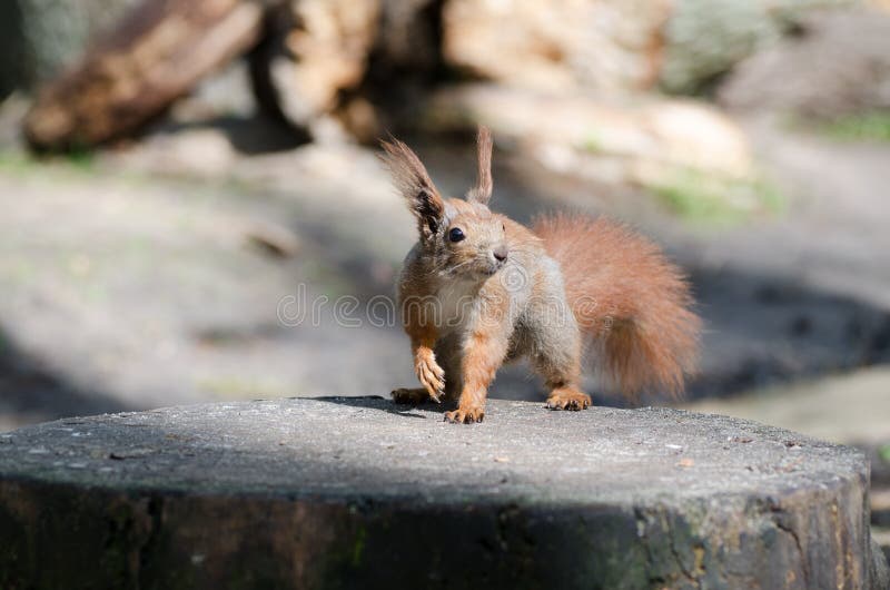Little Cute Squirrel in the Spring Forest on a Stump of Tree Stock ...