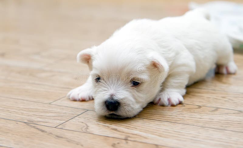 Little Cute Terrier stock image. Image of puppy, baby - 12023865