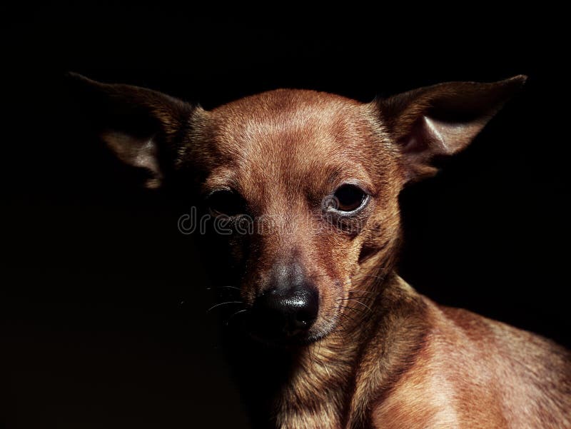 Little cute terrier stock photo. Image of brown, curious - 55941992