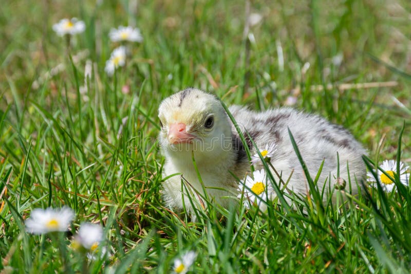 Little Cute Turkey Poult Green Grass Stock Photos - Free & Royalty-Free ...