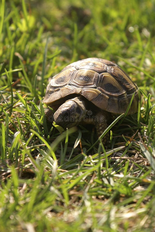 Little Cute Turtle in Green Grass - Cancara Stock Image - Image of ...