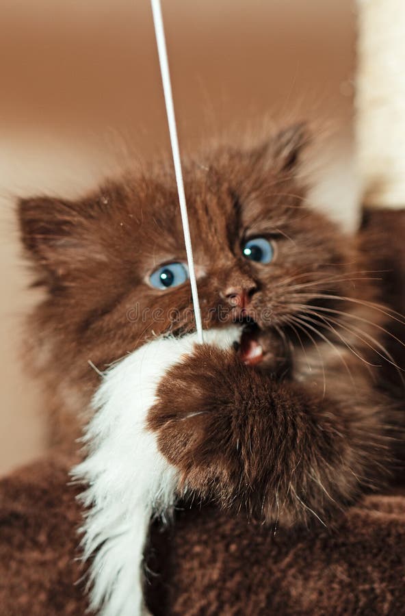 Little Cute Two Month Old Kitten Stock Photo - Image of plays, feline ...