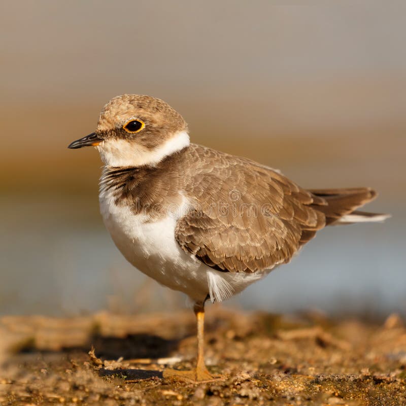 Little cute water bird stock photo. Image of ringed - 102546290