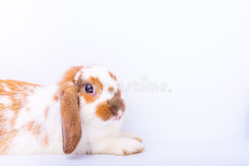 Little Cute White and Brown Bunny Rabbit Stay on White Background with ...