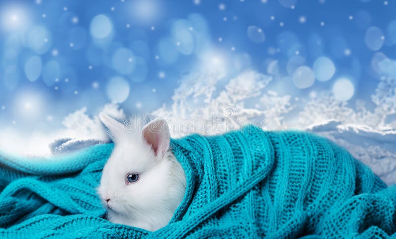Cute White Rabbit in a Soft Scarf Stock Image - Image of baby, bunny ...