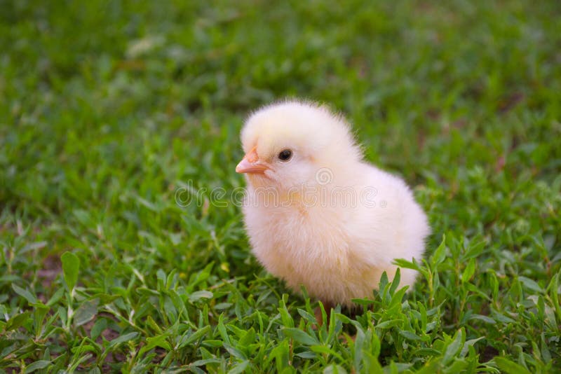 Little Cute Yellow Baby Chicken Standing in the Grass Stock Image ...