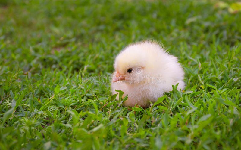 Little Cute Yellow Baby Chicken Standing in the Grass Stock Photo ...