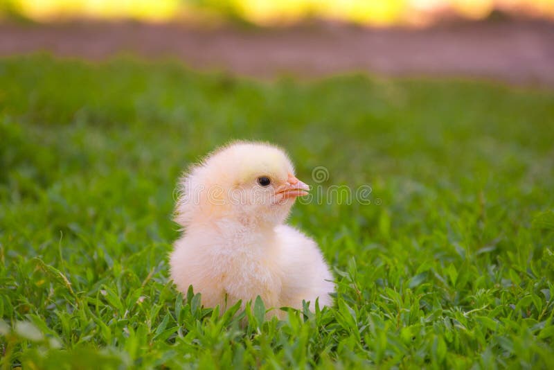 Little Cute Yellow Baby Chicken Standing in the Grass Stock Photo ...