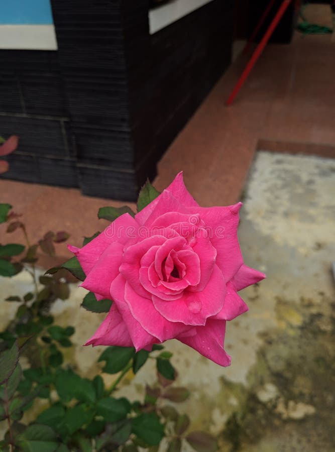 Little cutie pink stock photo. Image of pink, blossom - 205217122