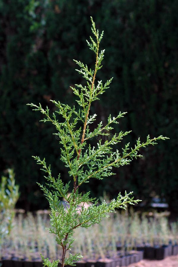 Cypress stock image. Image of evergreen, background - 112292111