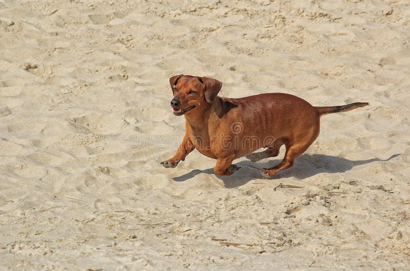 A Little Dachshund Dog Playing on the Bright Beach Sand Stock Image ...