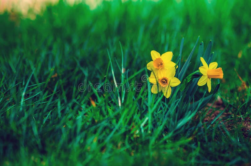 Little daffodils stock photo. Image of flowers, spring - 89269894